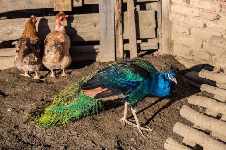 ProVetLogic Animal Care - ProVetLogic, LLC